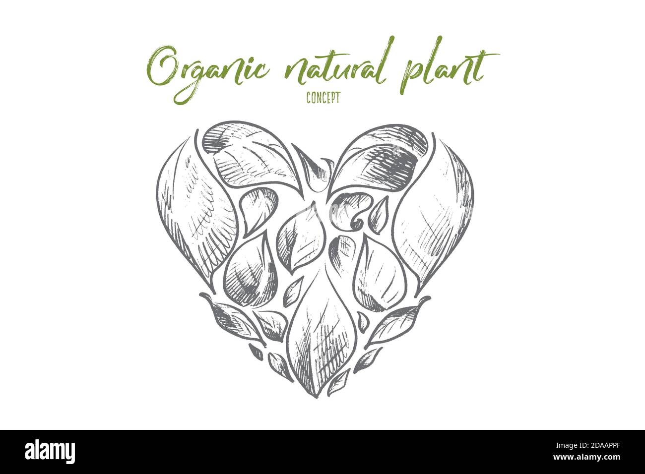 Organic natural plant concept. Hand drawn isolated vector Stock Vector ...