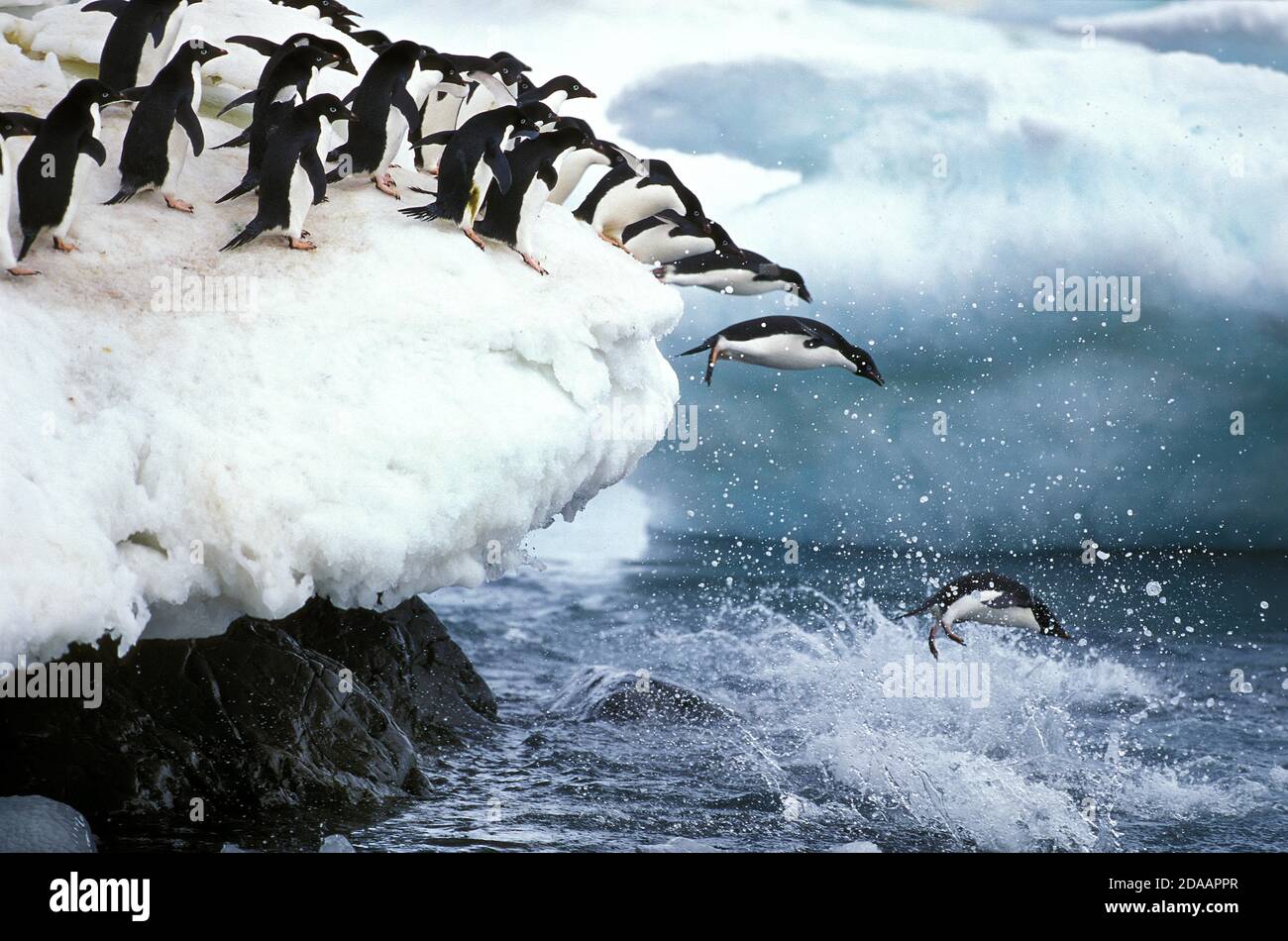 ADELIE PENGUIN pygoscelis adeliae, GROUP LEAPING INTO WATER, PAULET ...