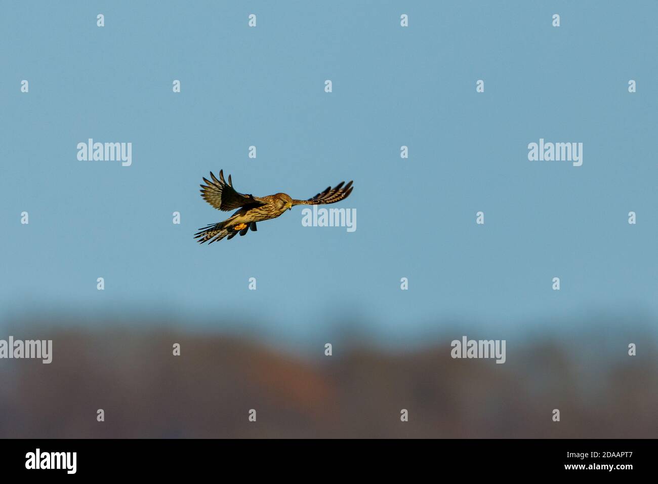 kestrel, falcon, hawk, falco, bird, nature, wildlife, animal, wild ...