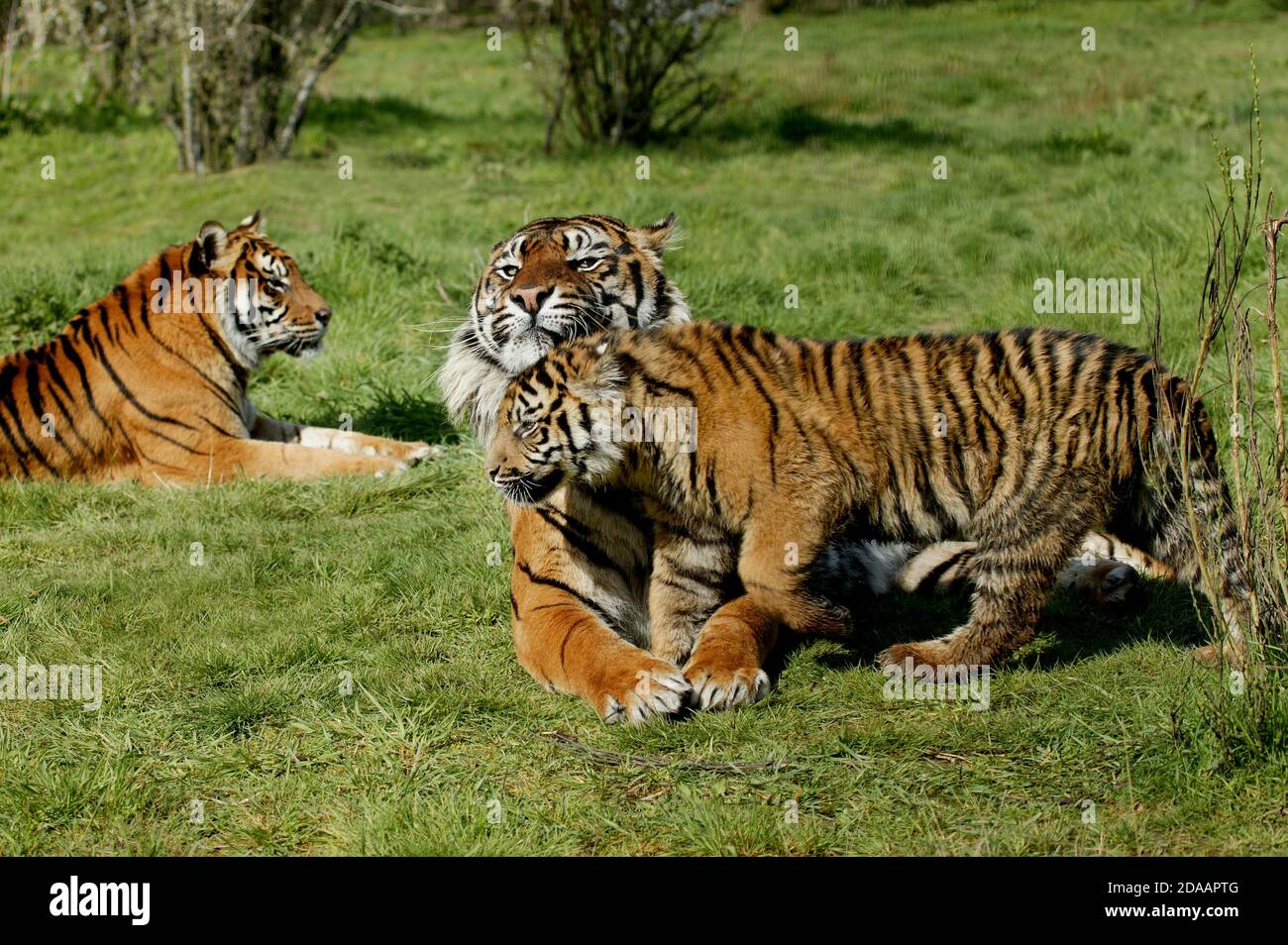 SUMATRAN TIGER panthera tigris sumatrae, FEMALE WITH CUB Stock Photo ...