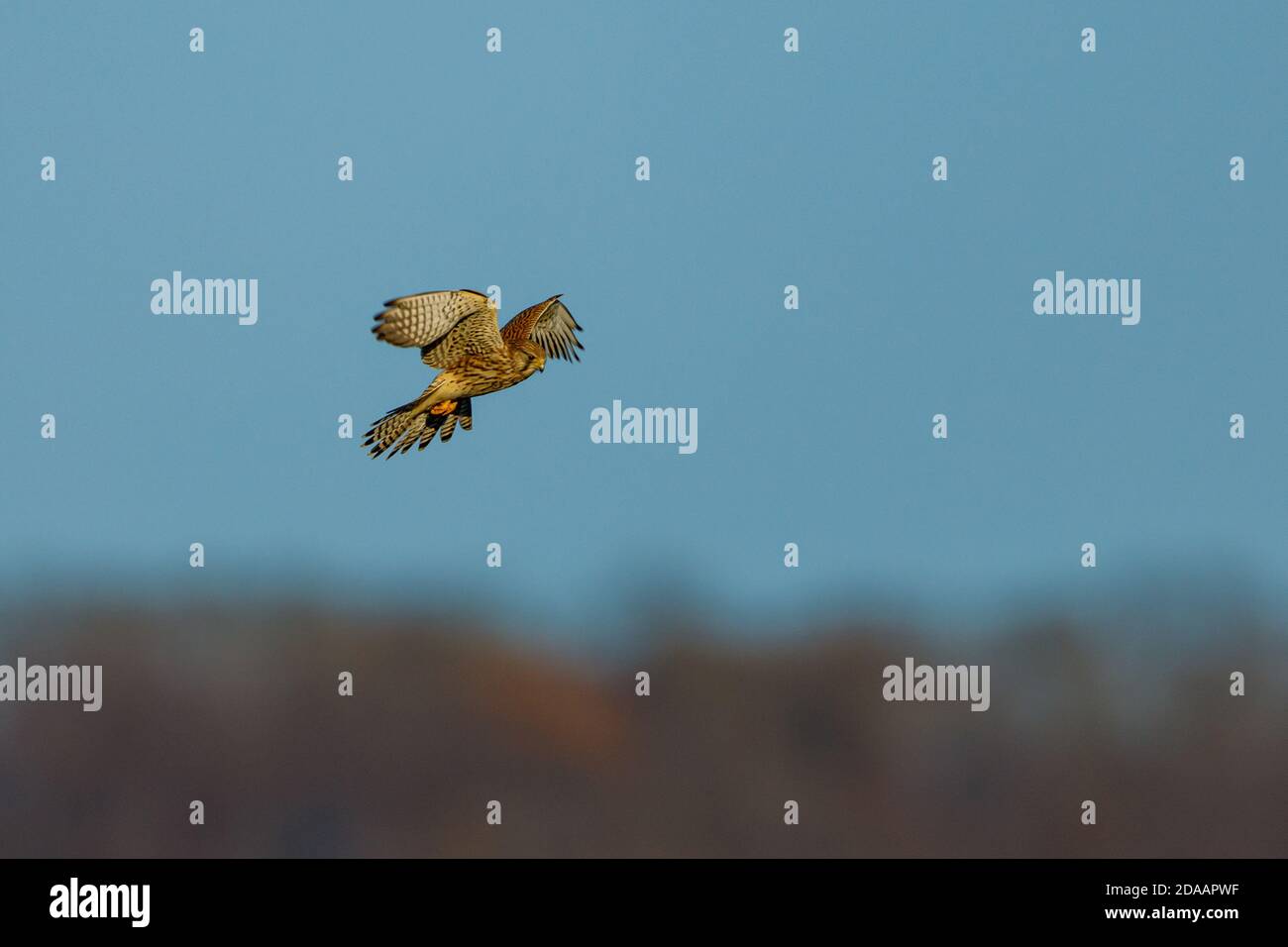 Predator birds hi-res stock photography and images - Alamy