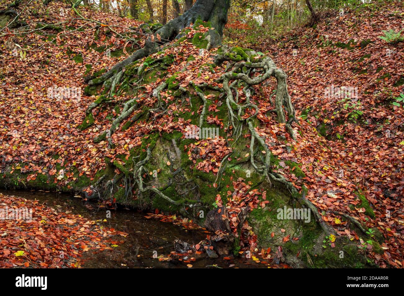 Plants anchoring hi-res stock photography and images - Alamy
