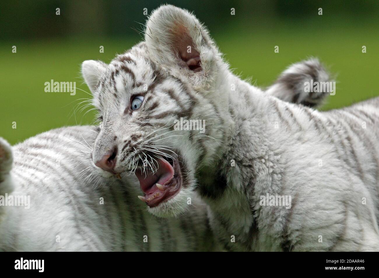 WHITE TIGER panthera tigris, CUB IN AGGRESSIVE POSTURE Stock Photo - Alamy