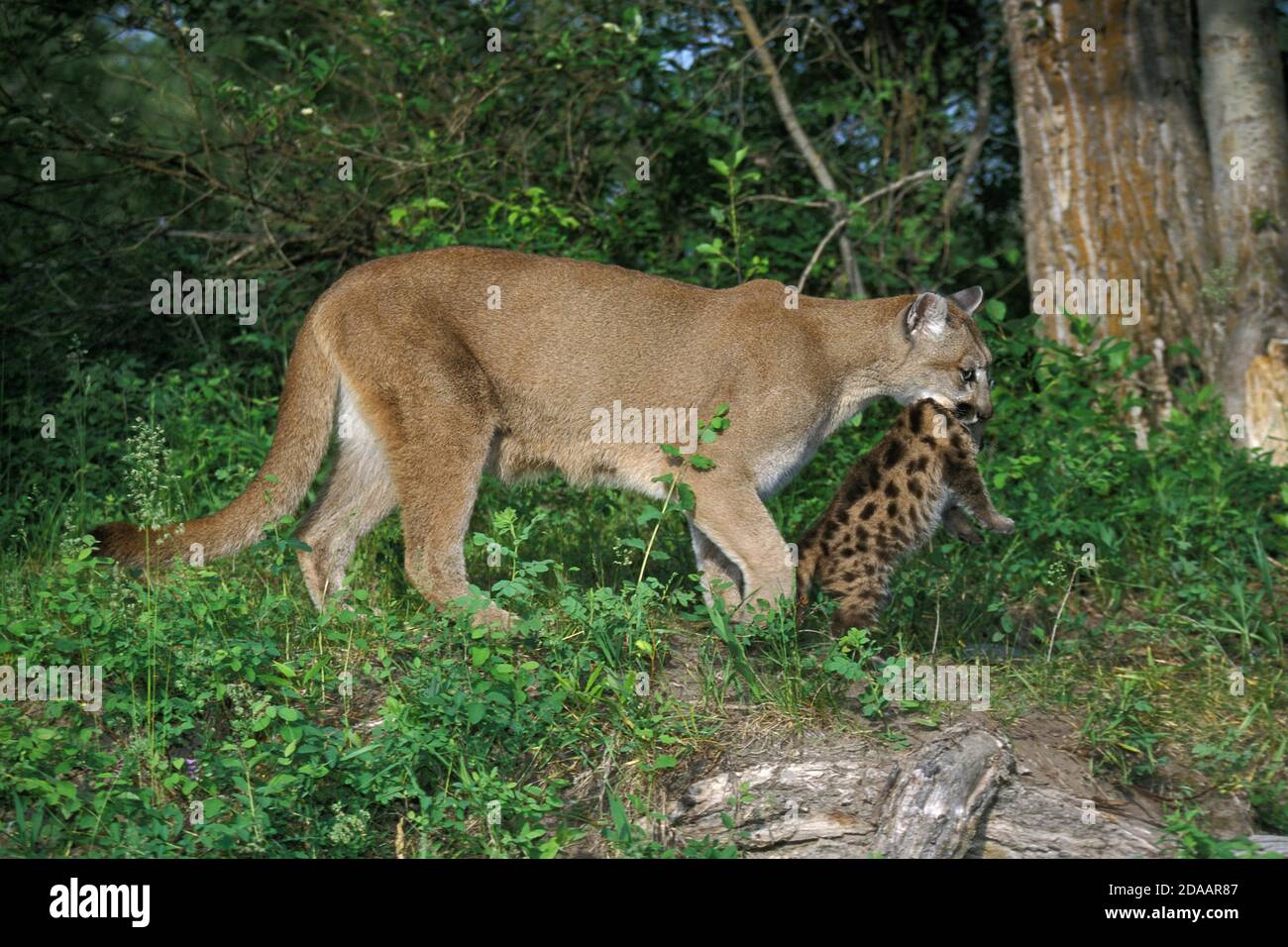 COUGAR puma concolor, MOTHER CARRYING CUB Stock Photo - Alamy
