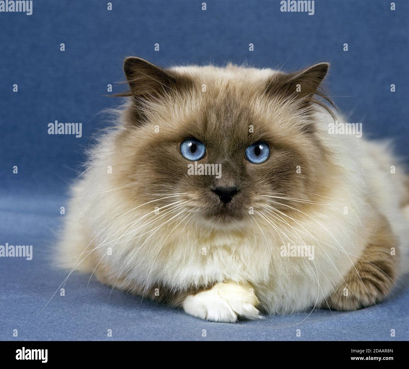 Birmanese hi-res stock photography and images - Alamy