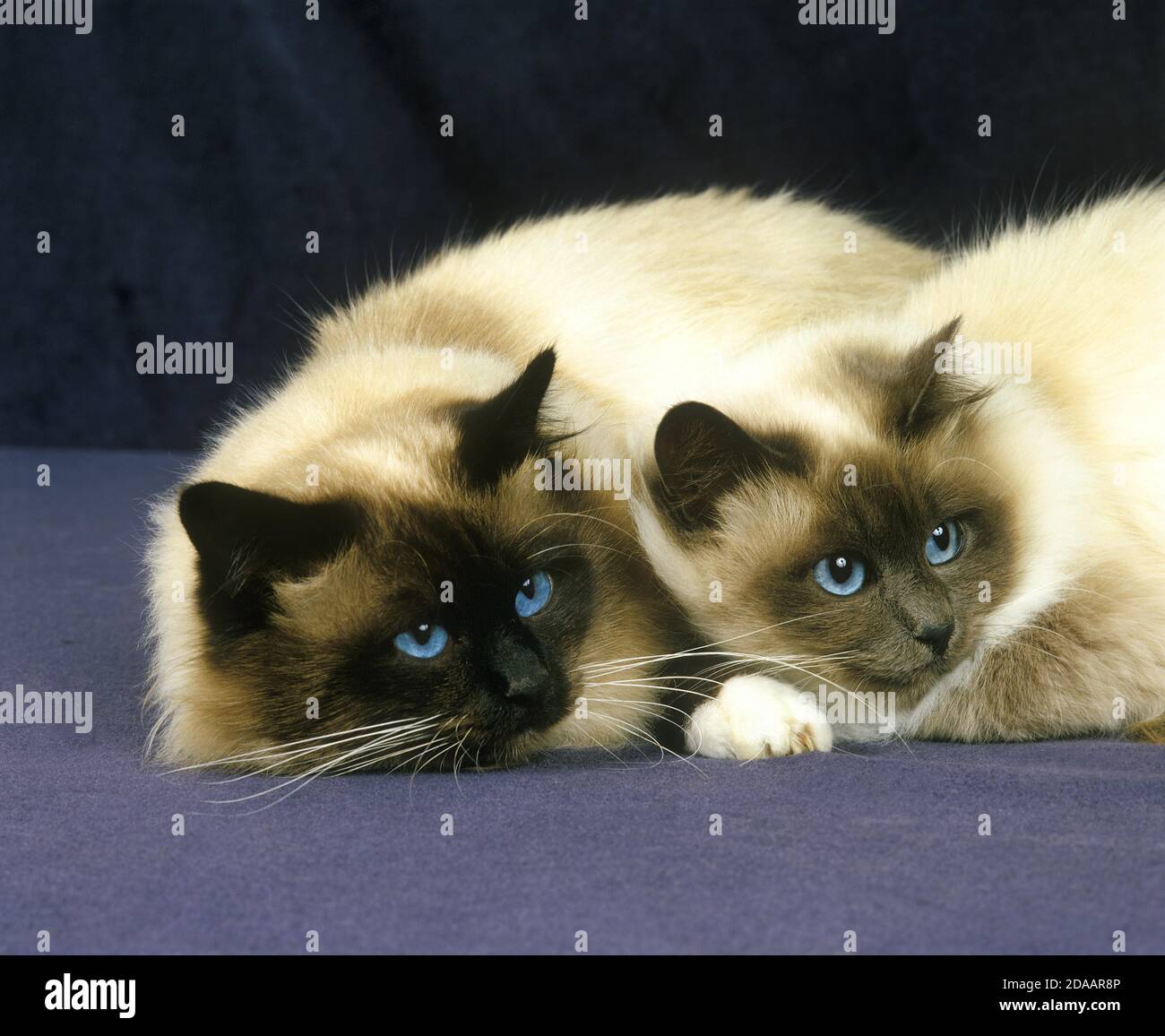 BIRMANESE DOMESTIC CAT, MOTHER WITH YOUNG Stock Photo - Alamy