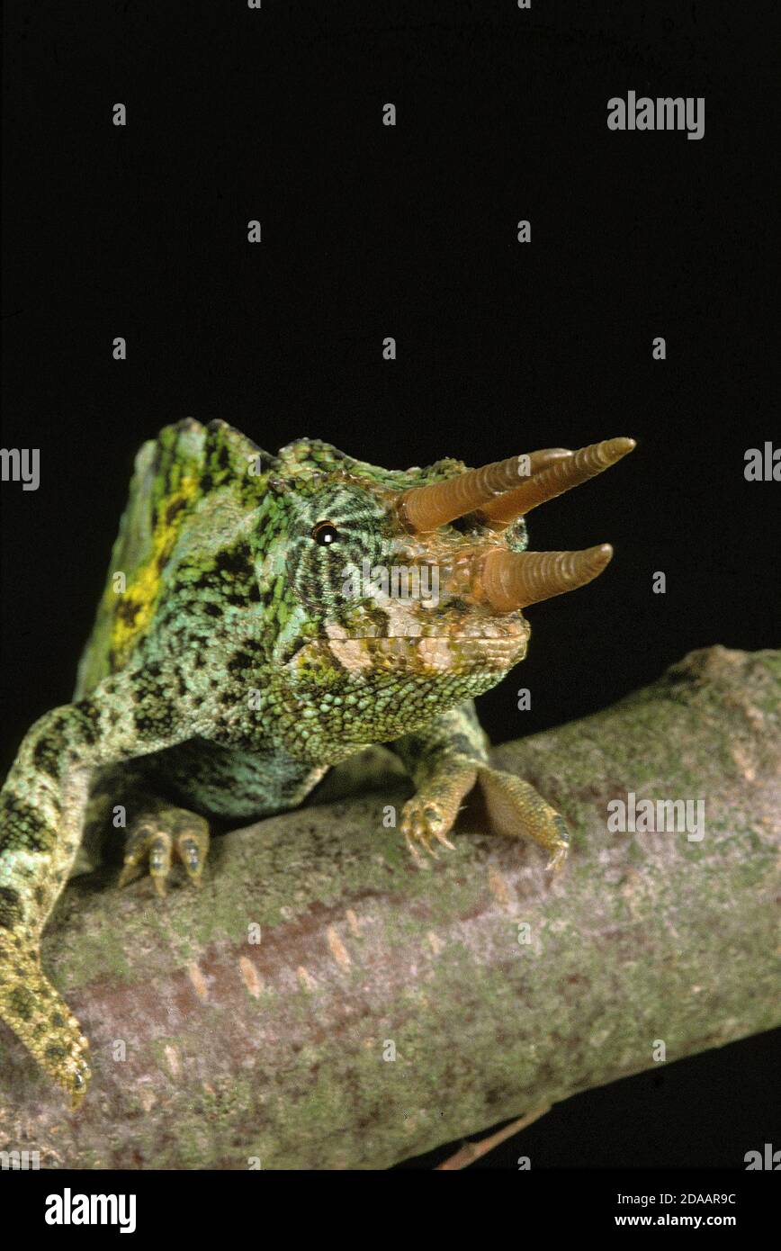 JACKSON'S CHAMELEON chamaeleo jacksoni, MALE WITH HORNS Stock Photo - Alamy