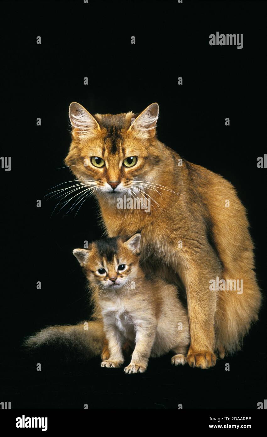 Somali cat face hi-res stock photography and images - Alamy