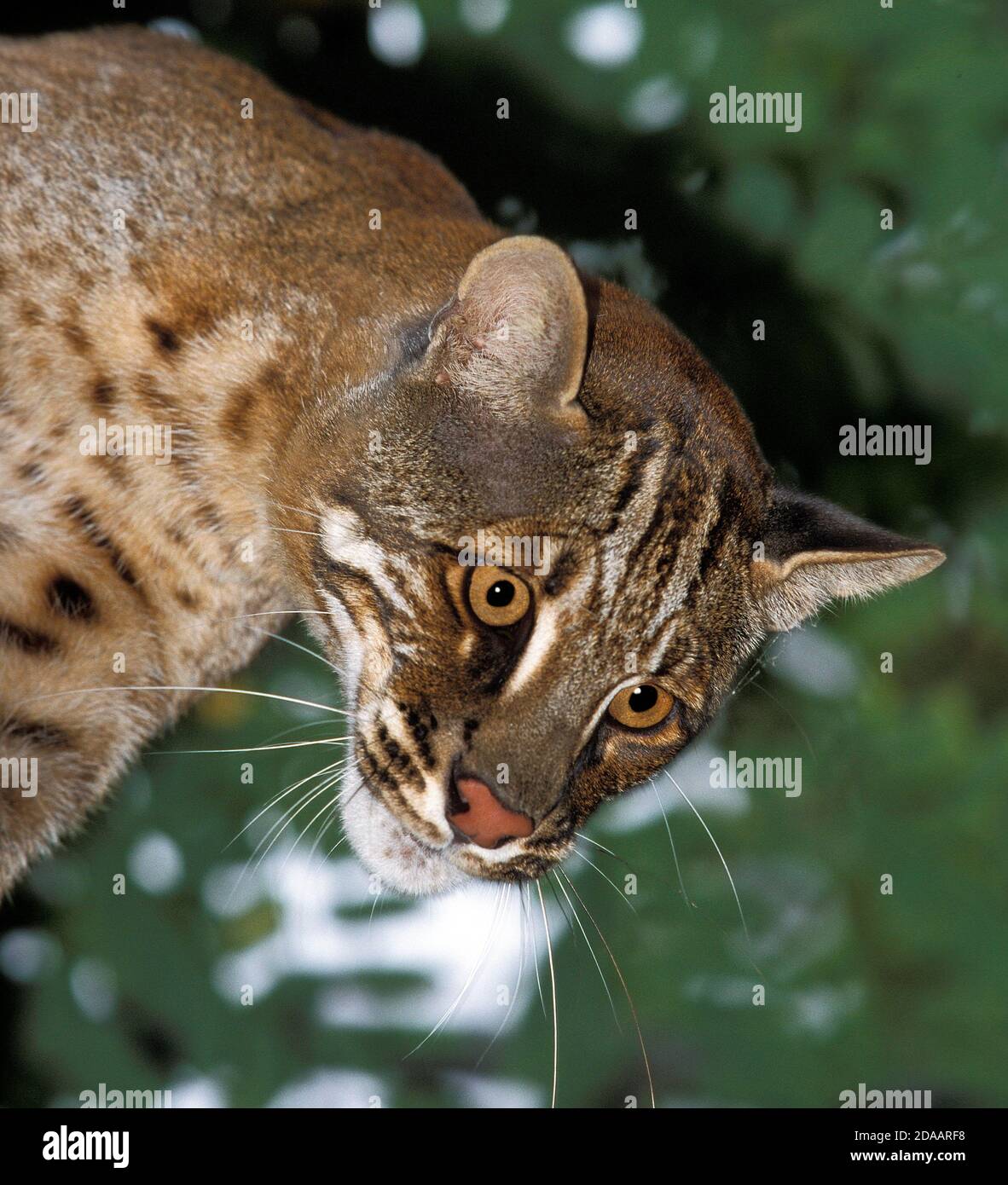 ASIAN GOLDEN CAT OR TEMMINK'S CAT catopuma temmincki, PORTRAIT OF ADULT ...