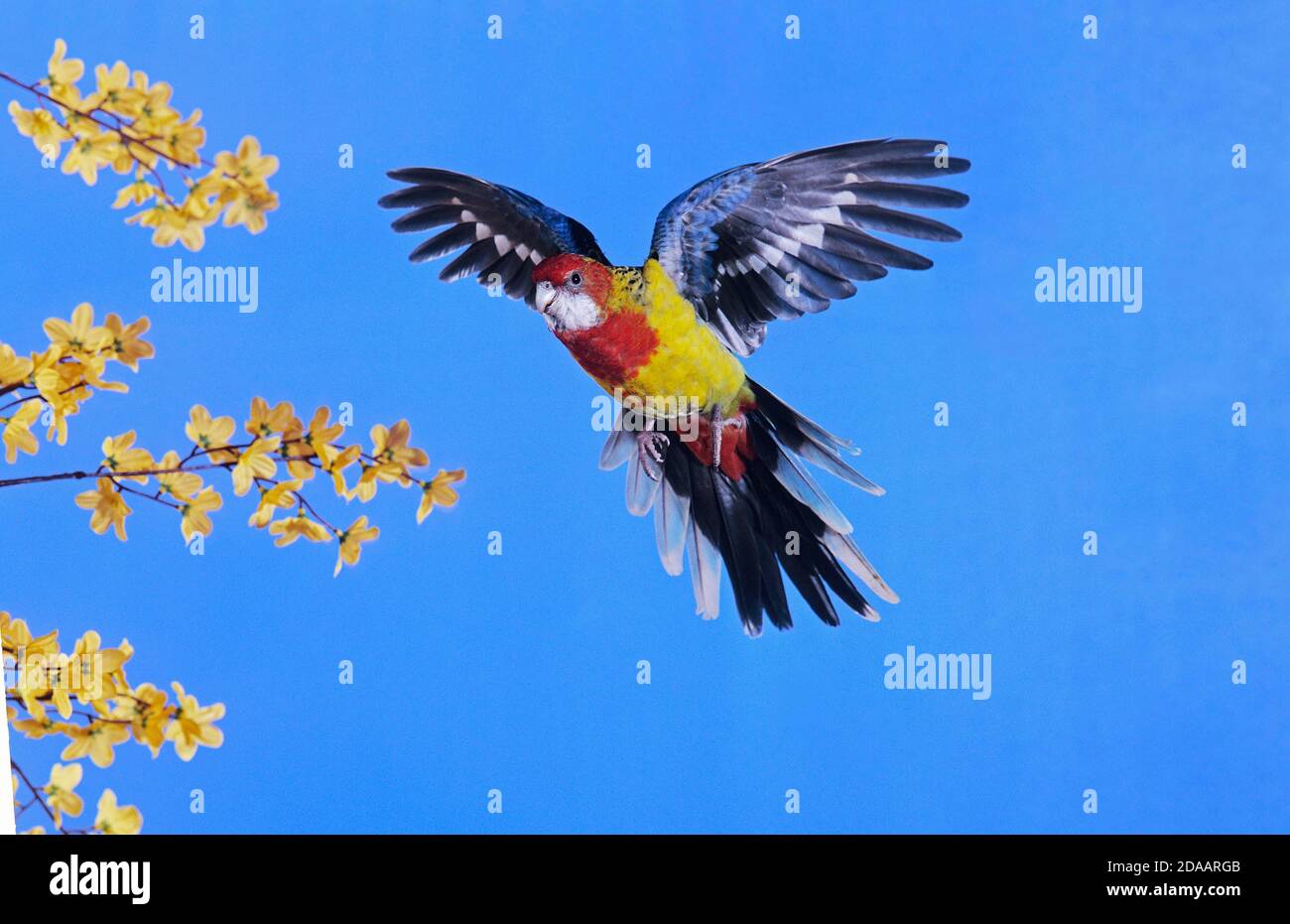 Rosella in flight hi-res stock photography and images - Alamy