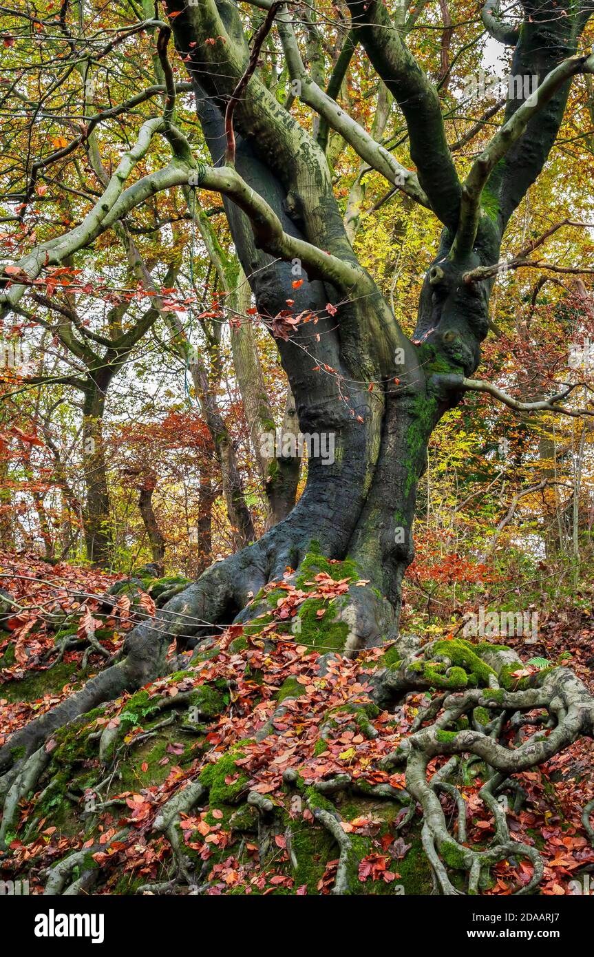 Anchoring Roots High Resolution Stock Photography and Images - Alamy