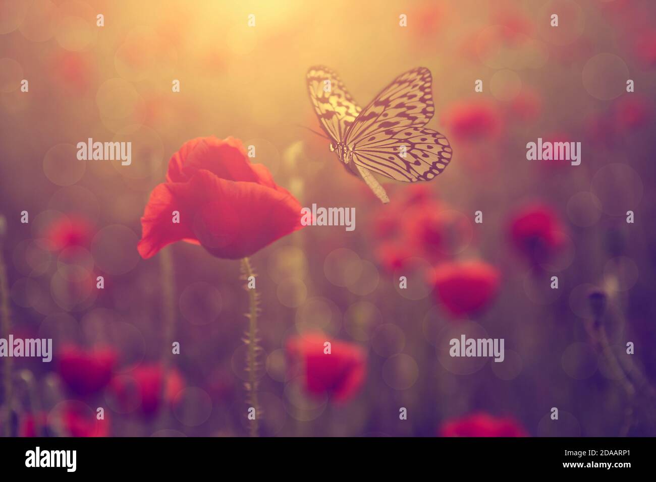 colored photo of butterfly and spring flowers Stock Photo - Alamy