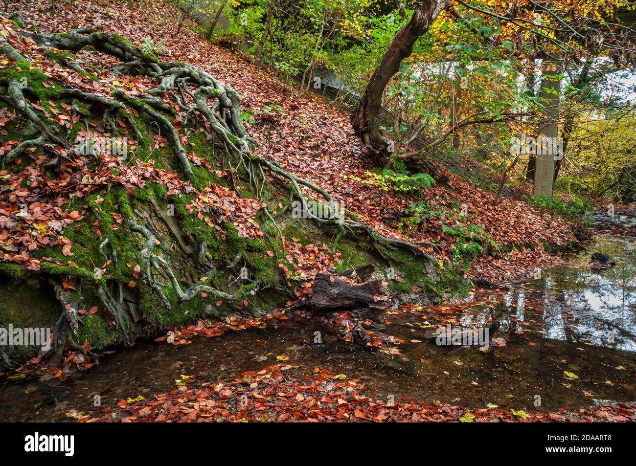 Tree roots on a rock outcrop over a stream by a concrete road bridge in ...