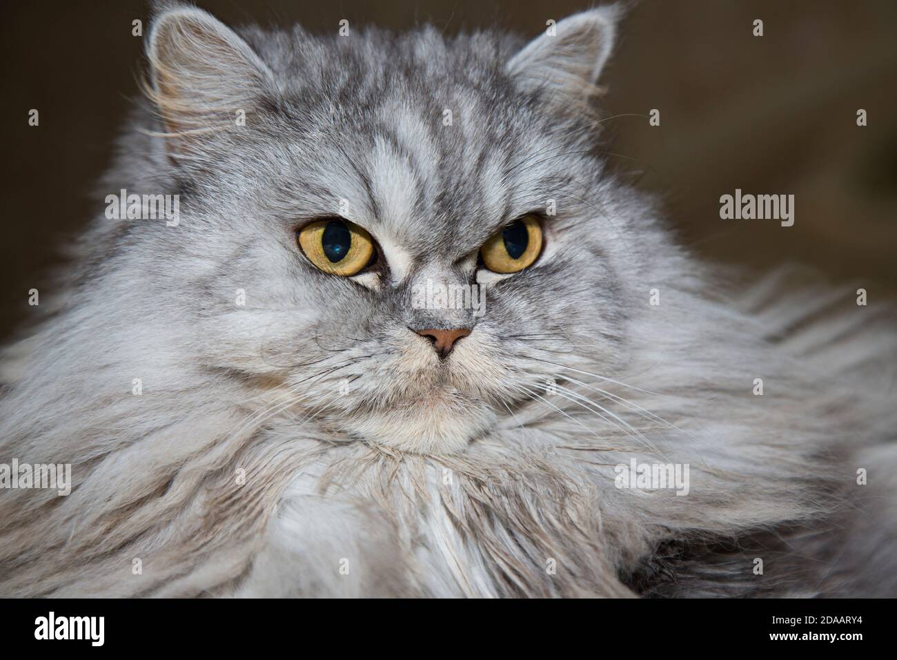 Gray , kawaii, cute, fluffy Scottish Highland Straight Longhair Cat ...
