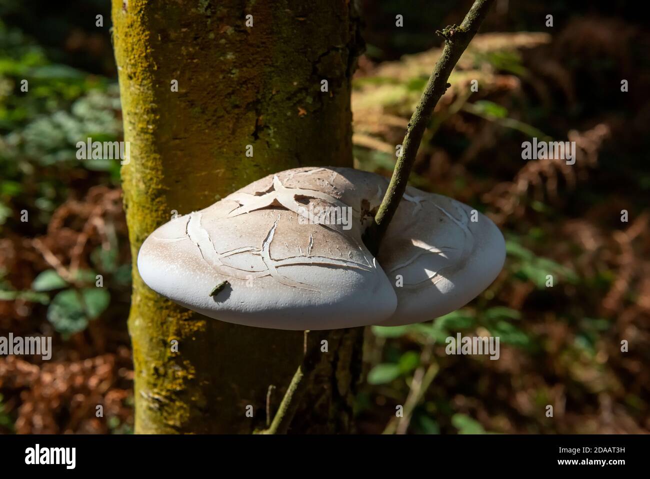 Large fungus growing on the side of a tree trunk. Blidworth Woods ...