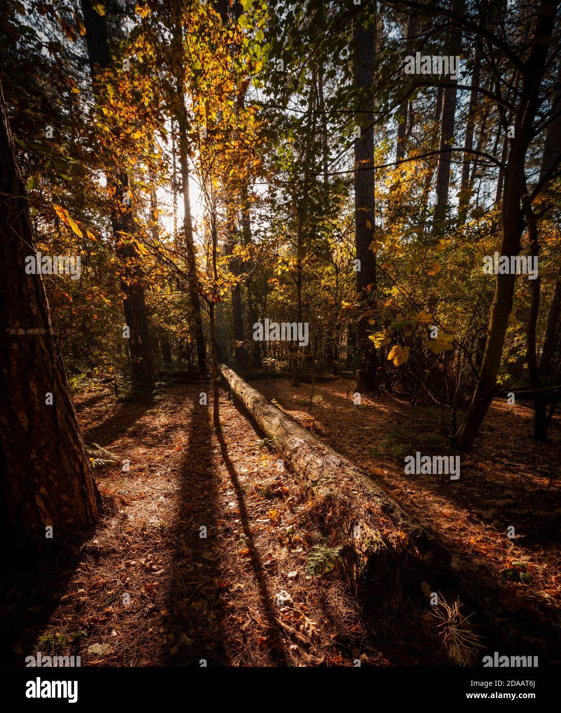 Sunlight and tree shadows hi-res stock photography and images - Alamy