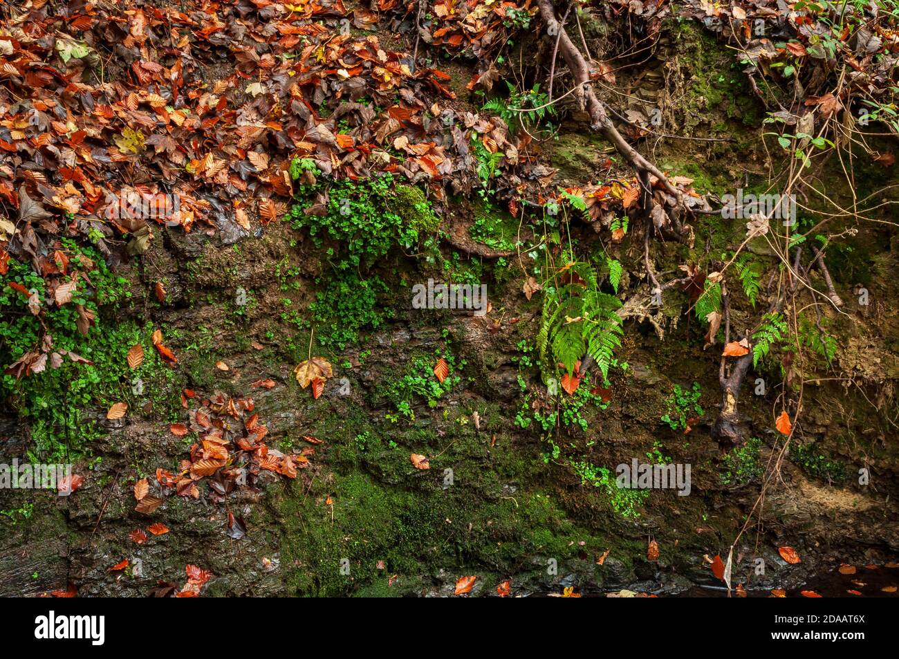Mosses, dead leaves, hanging plants and ferns clinging to a steep shale ...