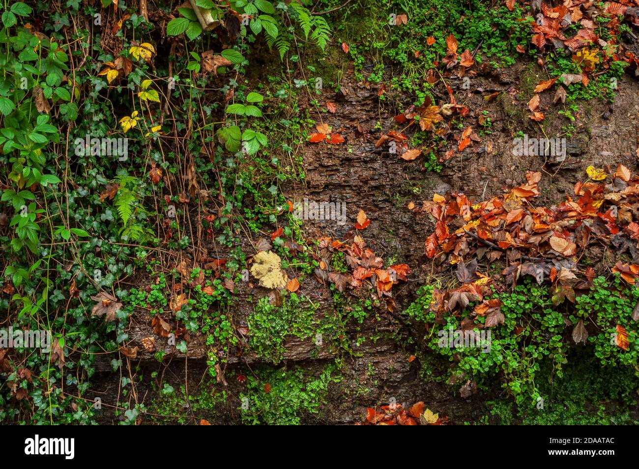 Mosses, dead leaves, hanging plants and ferns clinging to a steep shale ...