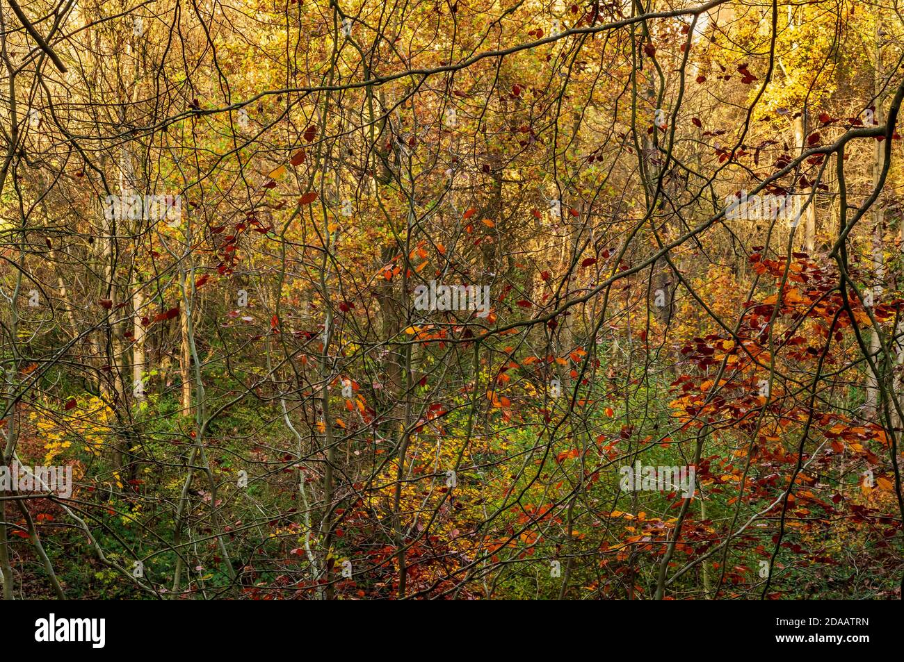 Bright autumn colours in tree foliage in sunshine in Rollestone Wood ...