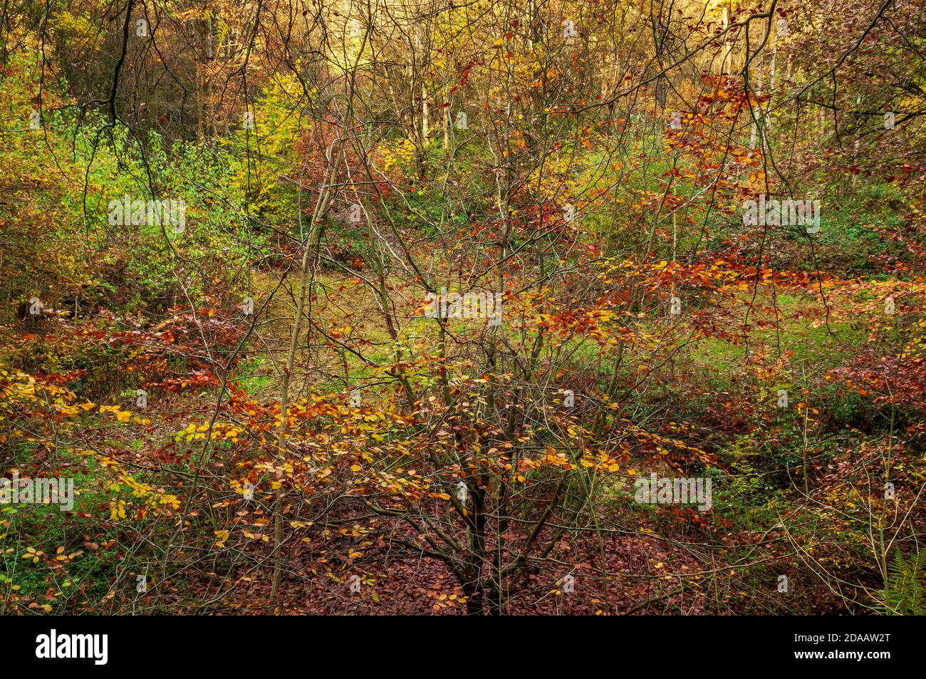 Bright autumn colours in tree foliage in sunshine in Rollestone Wood ...