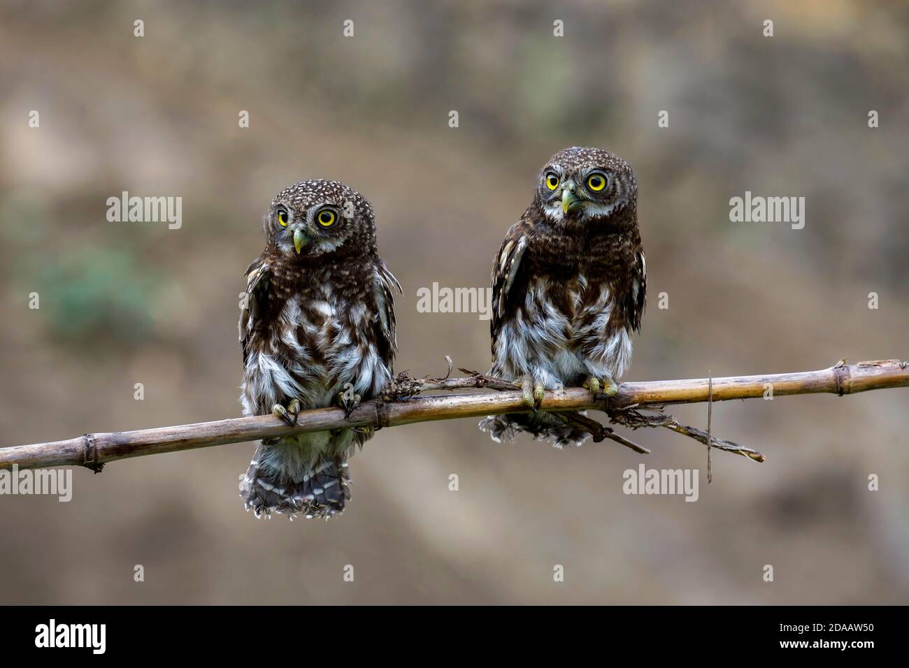 Birds in Vietnam Stock Photo - Alamy