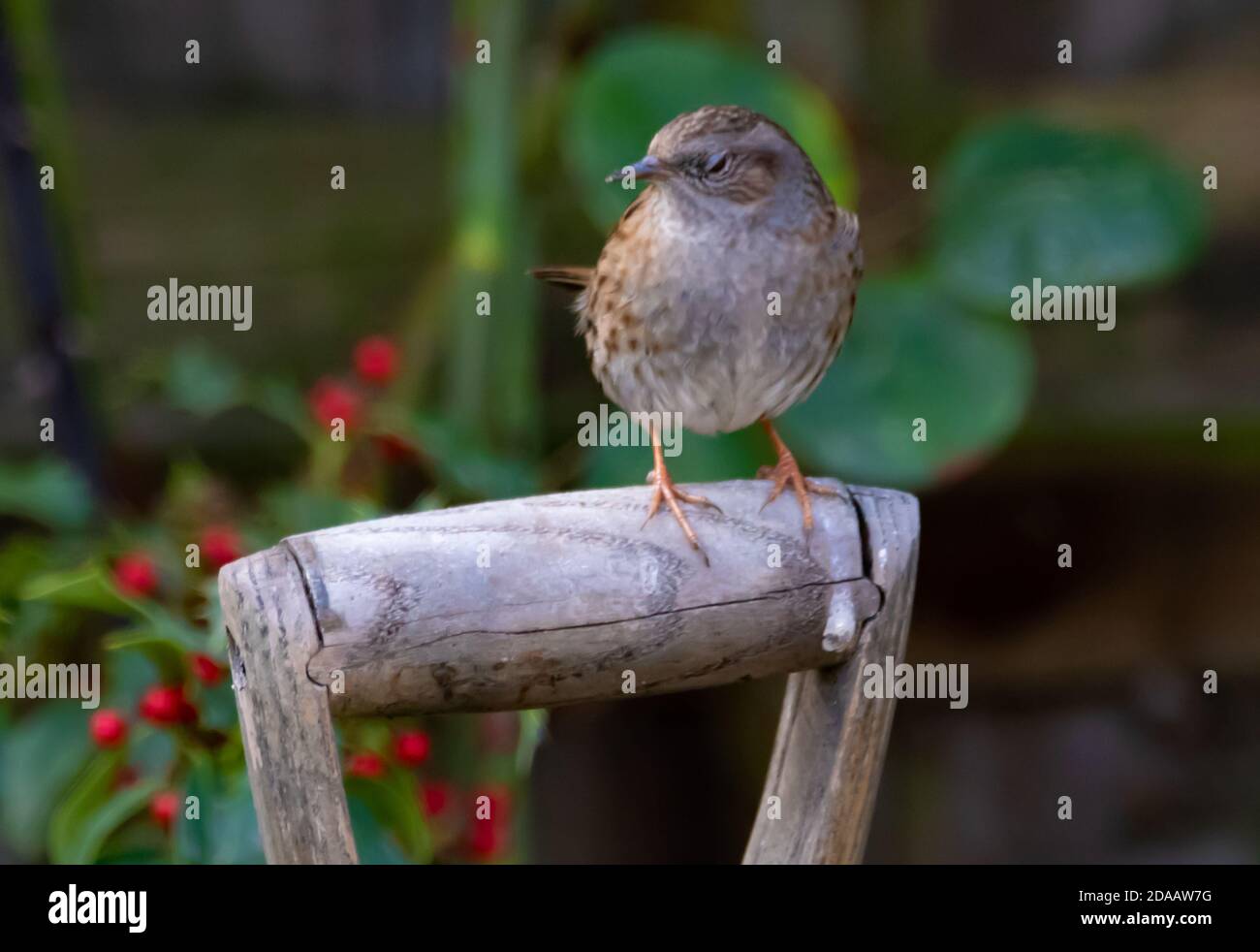 Little nightingale hi-res stock photography and images - Alamy