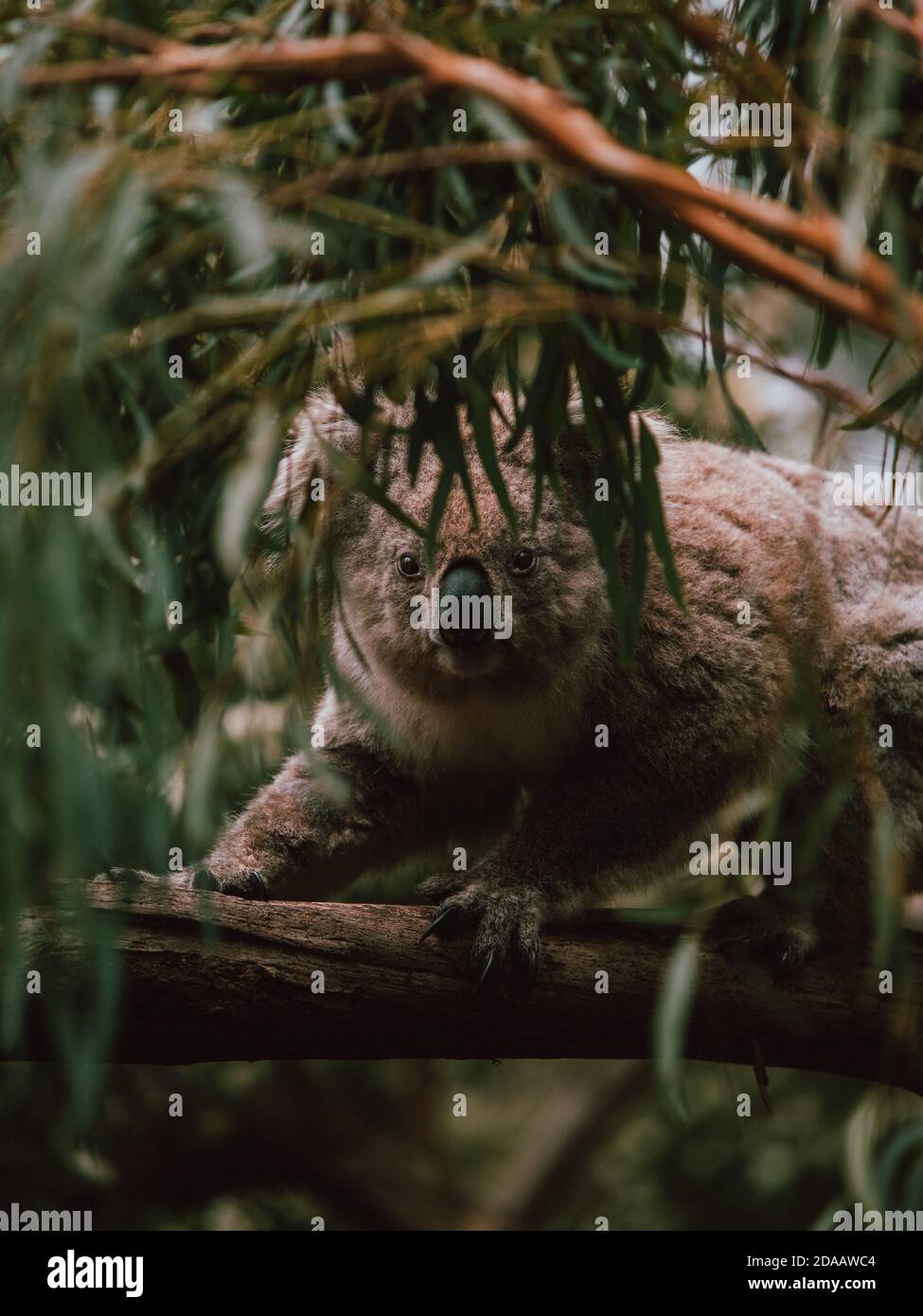 Australian bush animals hi-res stock photography and images - Alamy