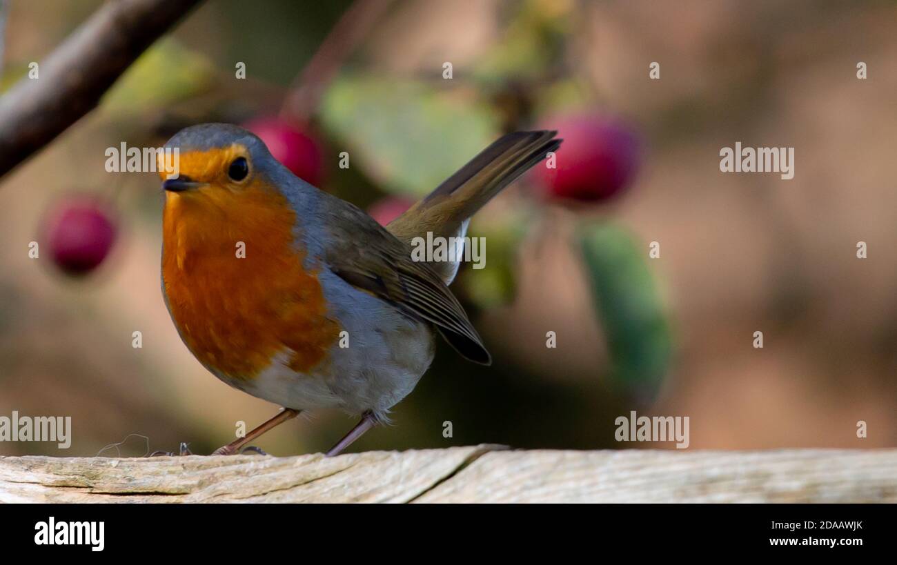Closeup shot of a cute robin bird on blurred background Stock Photo - Alamy