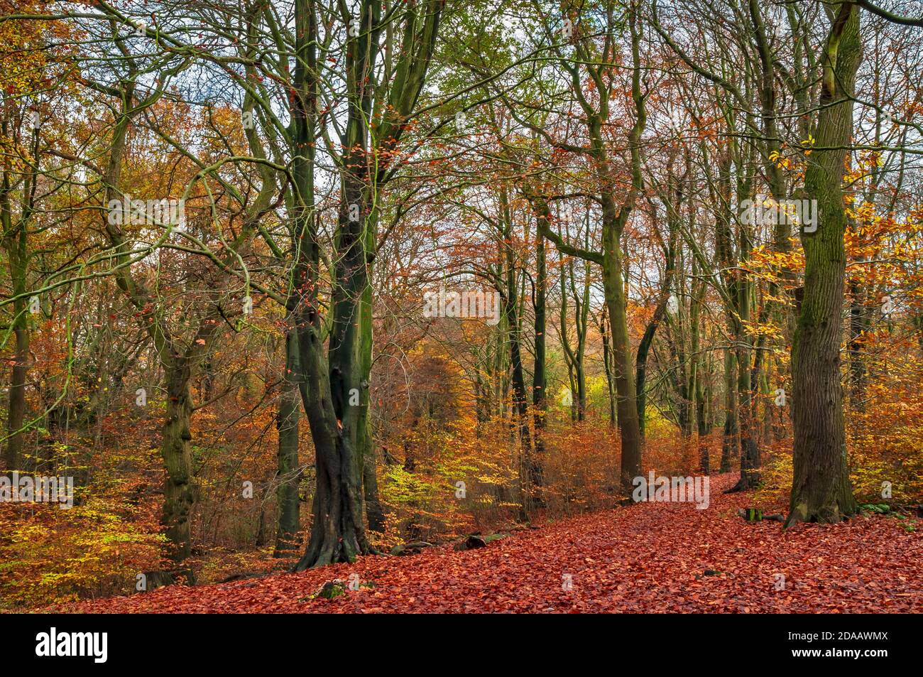 Bright autumn colours in tree foliage and fallen leaves in Rollestone ...