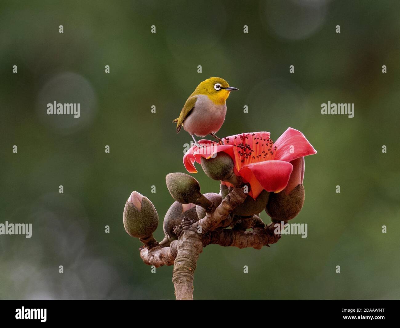Birds in Vietnam Stock Photo - Alamy