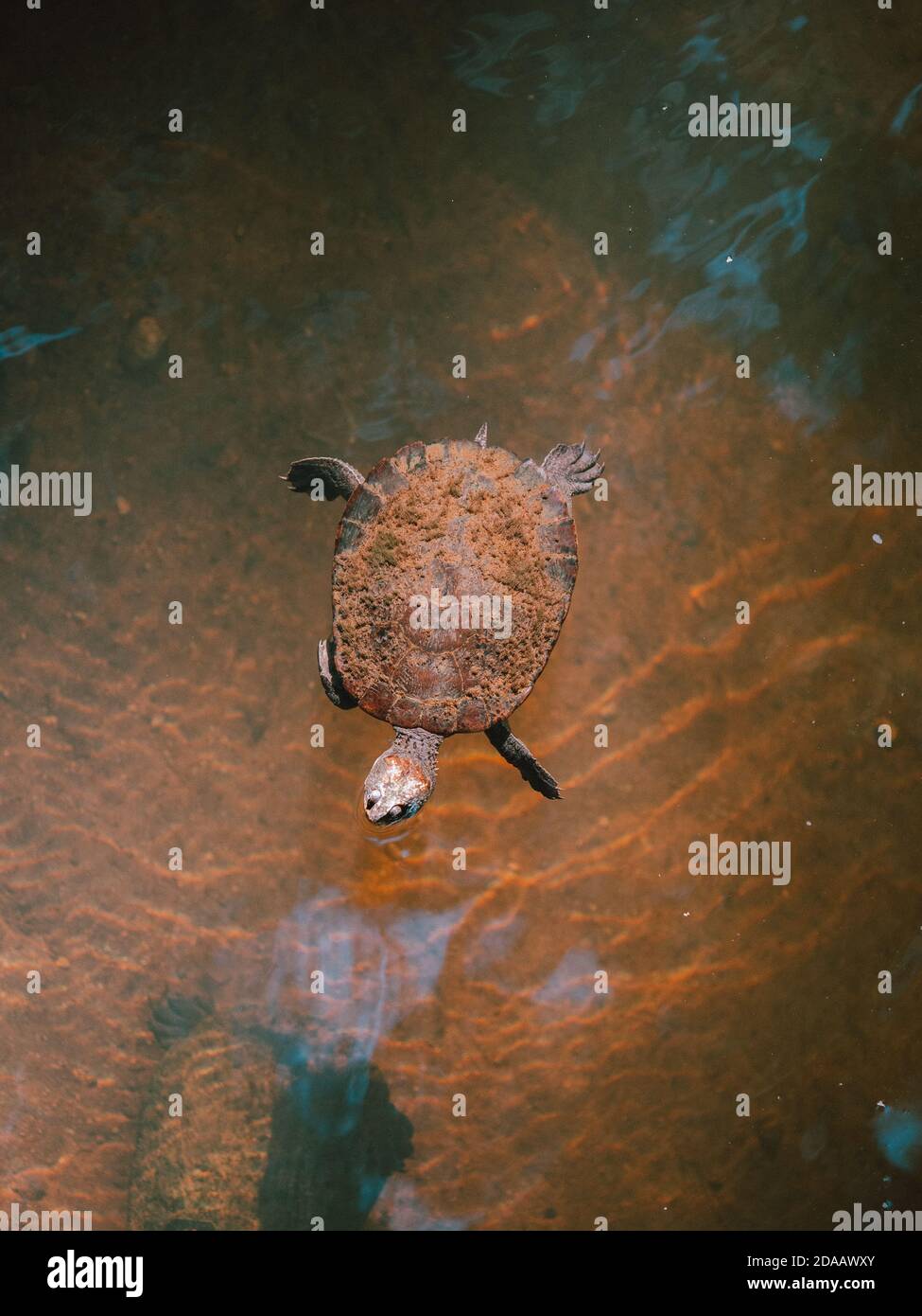 River turtles hi-res stock photography and images - Alamy