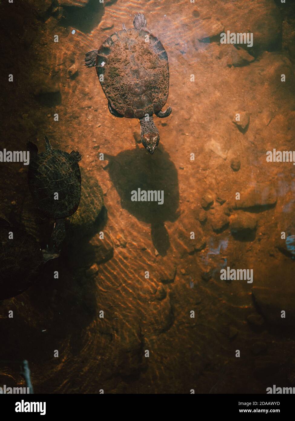 Wild river turtles captured on the surface of the water in Australia ...