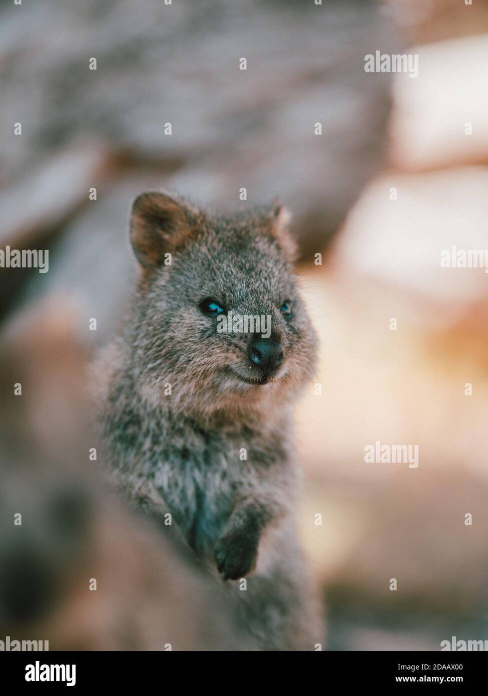 Quokka(s) feeding and resting under a tree in the wild on Rottnest ...