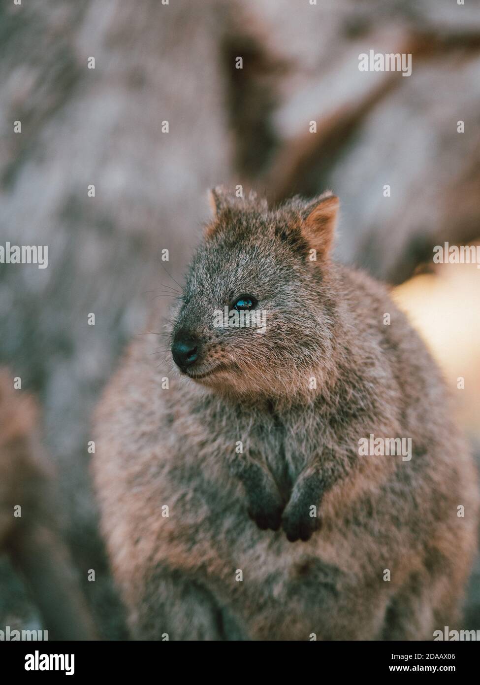 Quokka(s) feeding and resting under a tree in the wild on Rottnest ...
