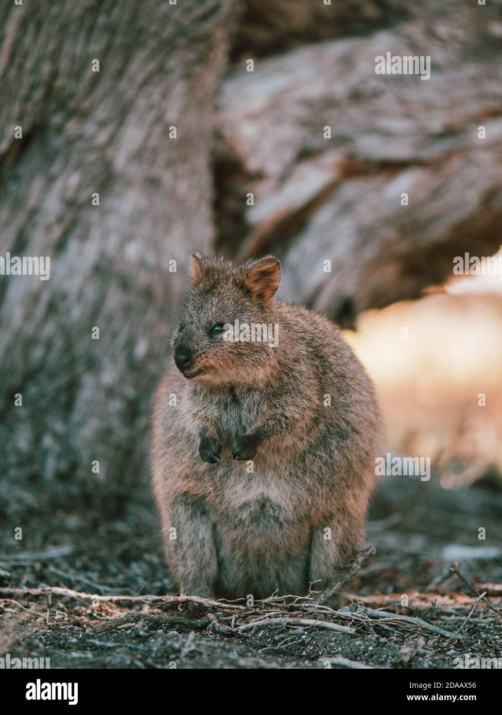 Quokka(s) feeding and resting under a tree in the wild on Rottnest ...