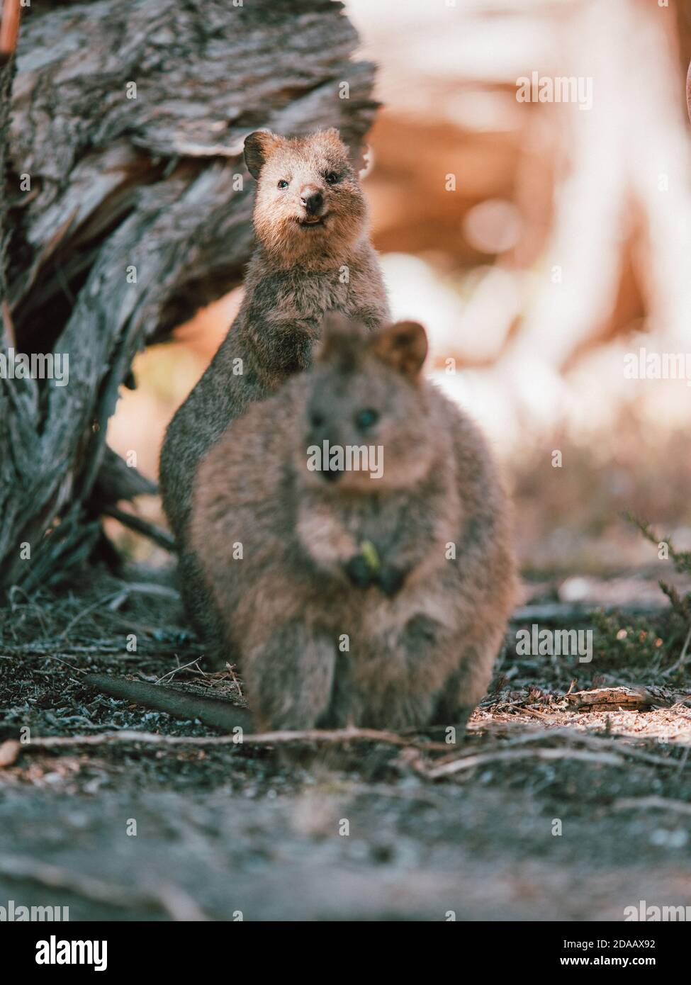 Rottnest quokka beach hi-res stock photography and images - Alamy