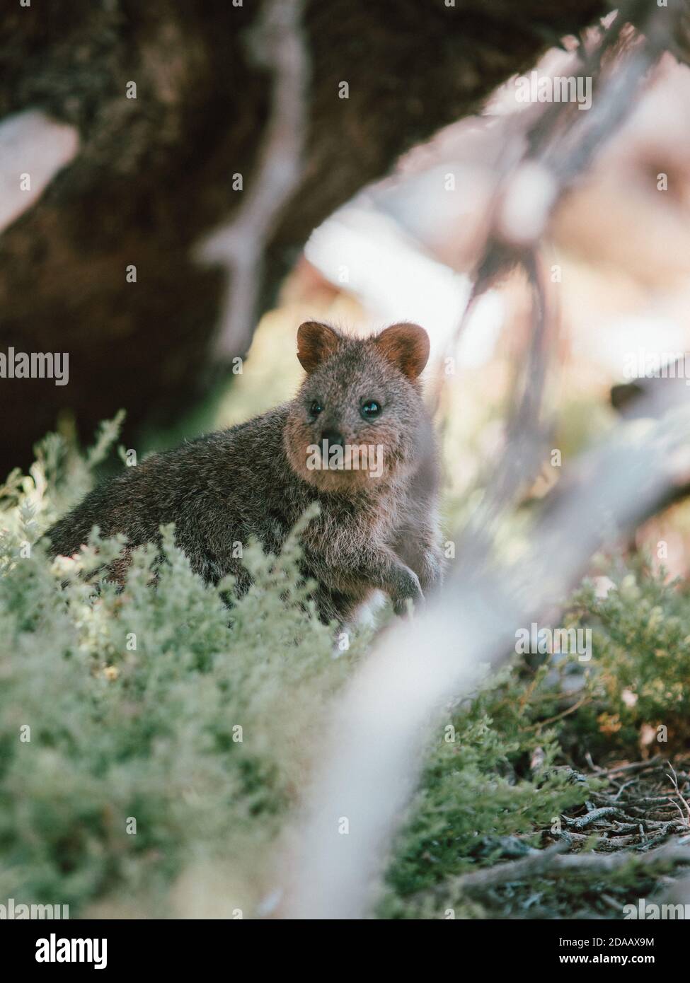Quokka(s) feeding and resting under a tree in the wild on Rottnest ...