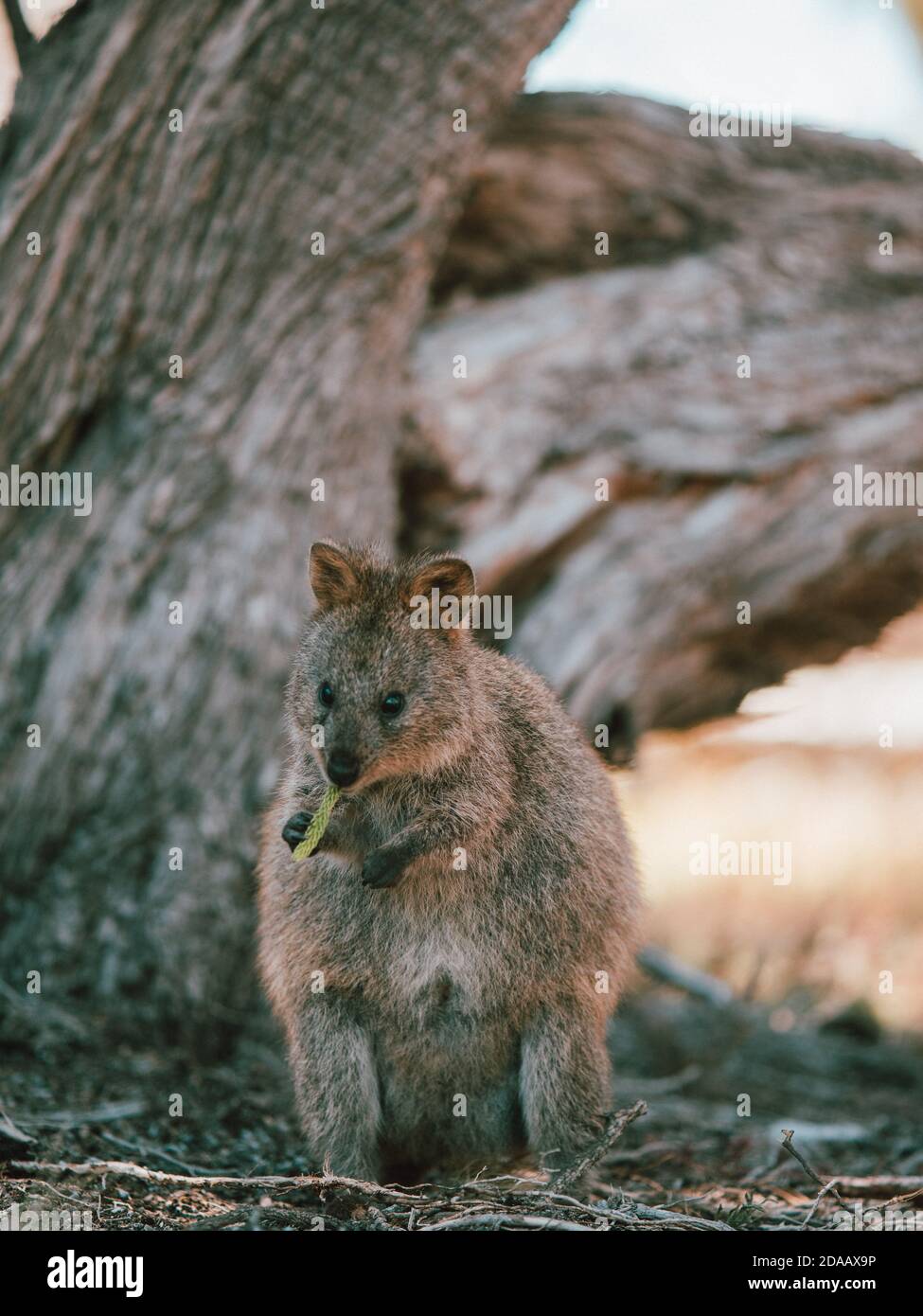 Quokka(s) feeding and resting under a tree in the wild on Rottnest ...