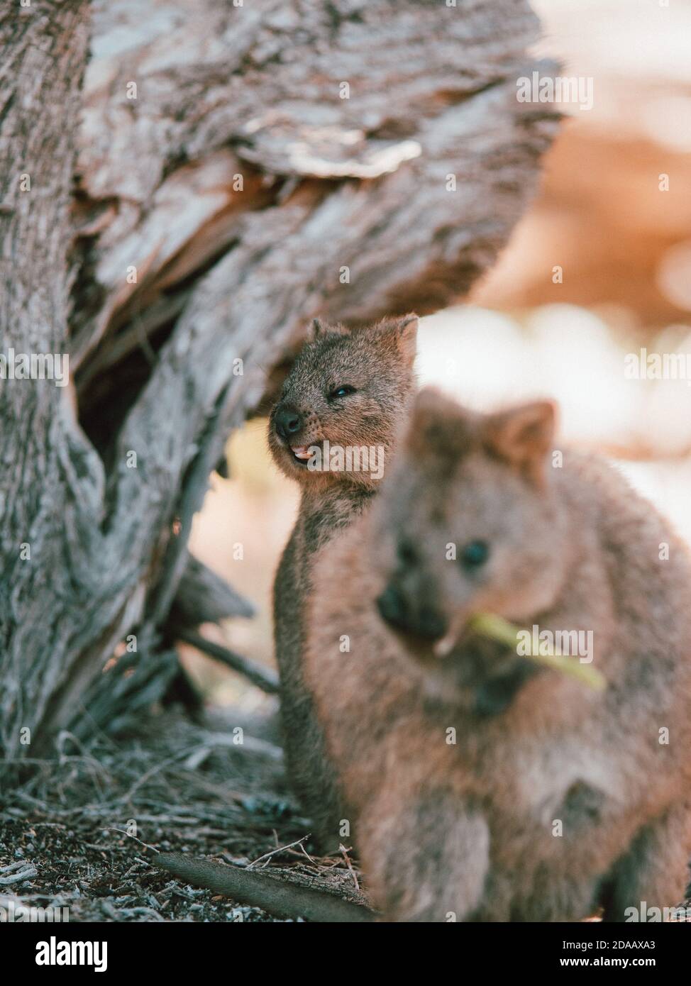 Quokka(s) feeding and resting under a tree in the wild on Rottnest ...
