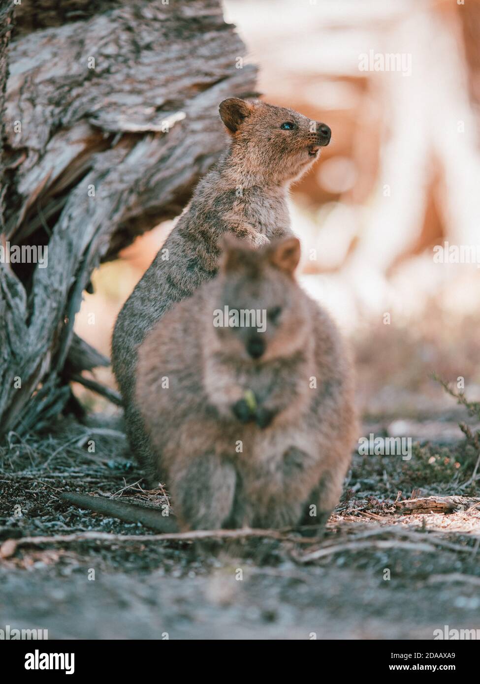 Quokka(s) feeding and resting under a tree in the wild on Rottnest ...