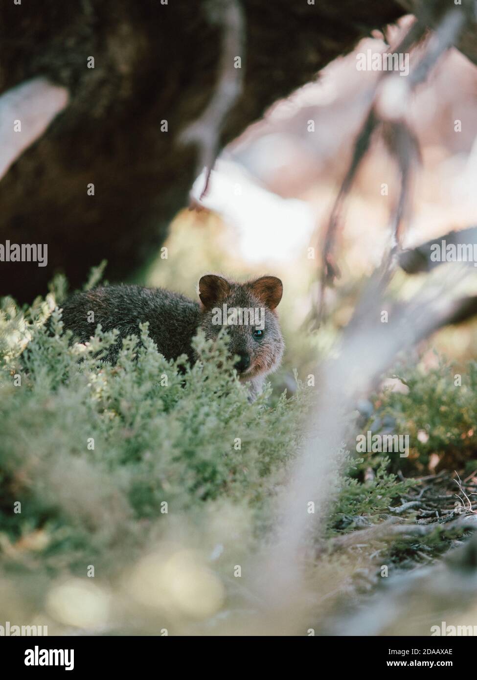 Rottnest quokka beach hi-res stock photography and images - Alamy