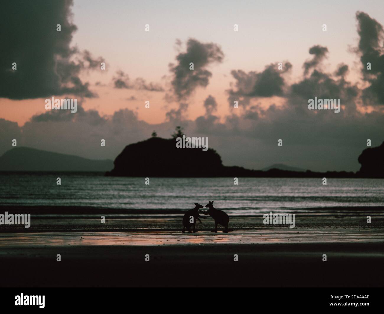 Some wallabies (wallaby) gathering at sunrise on a beach near Airlie ...