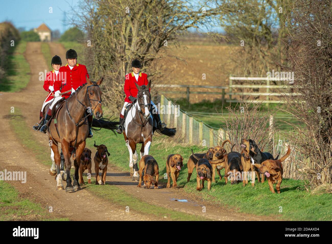 Temple Bruer, Lincolnshire, UK – The Cranwell Bloodhounds hacking to ...