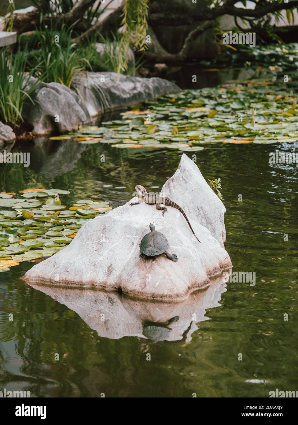 A lizard and a turtle on a rock in the middle of a pond in Sydney ...