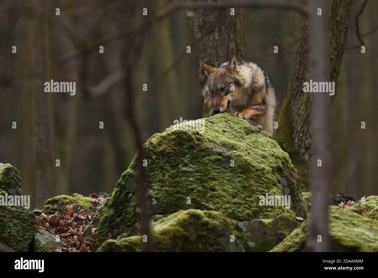 Wolf Sniffing Snow High Resolution Stock Photography and Images - Alamy