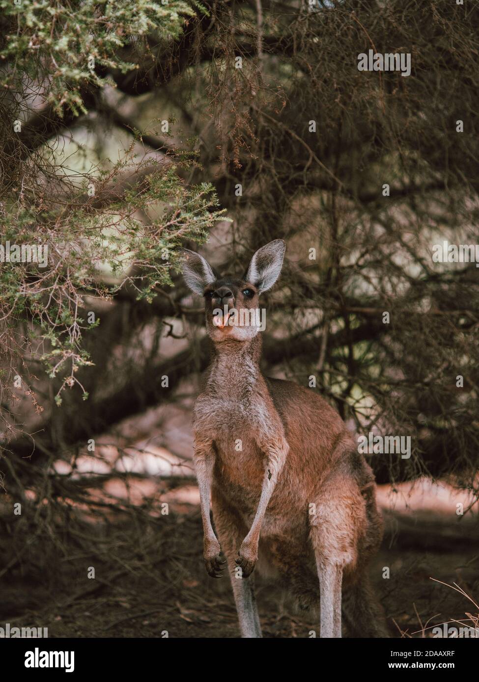 A Wild Kangaroo in Perth, Australia, resting amongst some trees in the ...