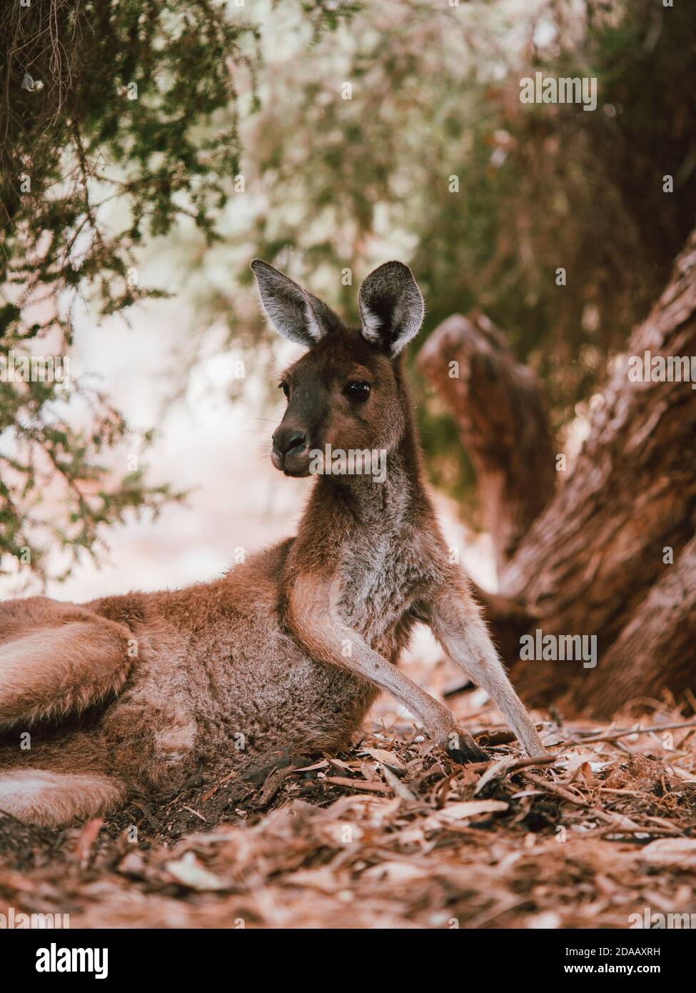Indigenous australia kangaroo hi-res stock photography and images - Alamy