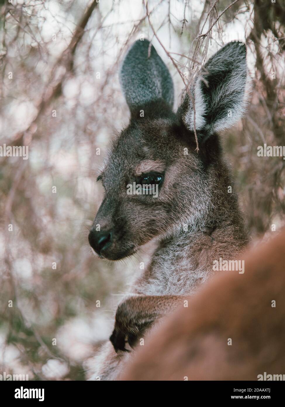 Indigenous australia kangaroo hi-res stock photography and images - Alamy