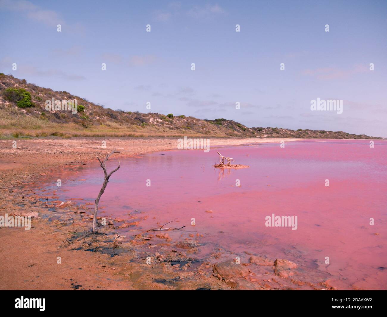 A Natural Pink Lake in Western Australia Stock Photo - Alamy