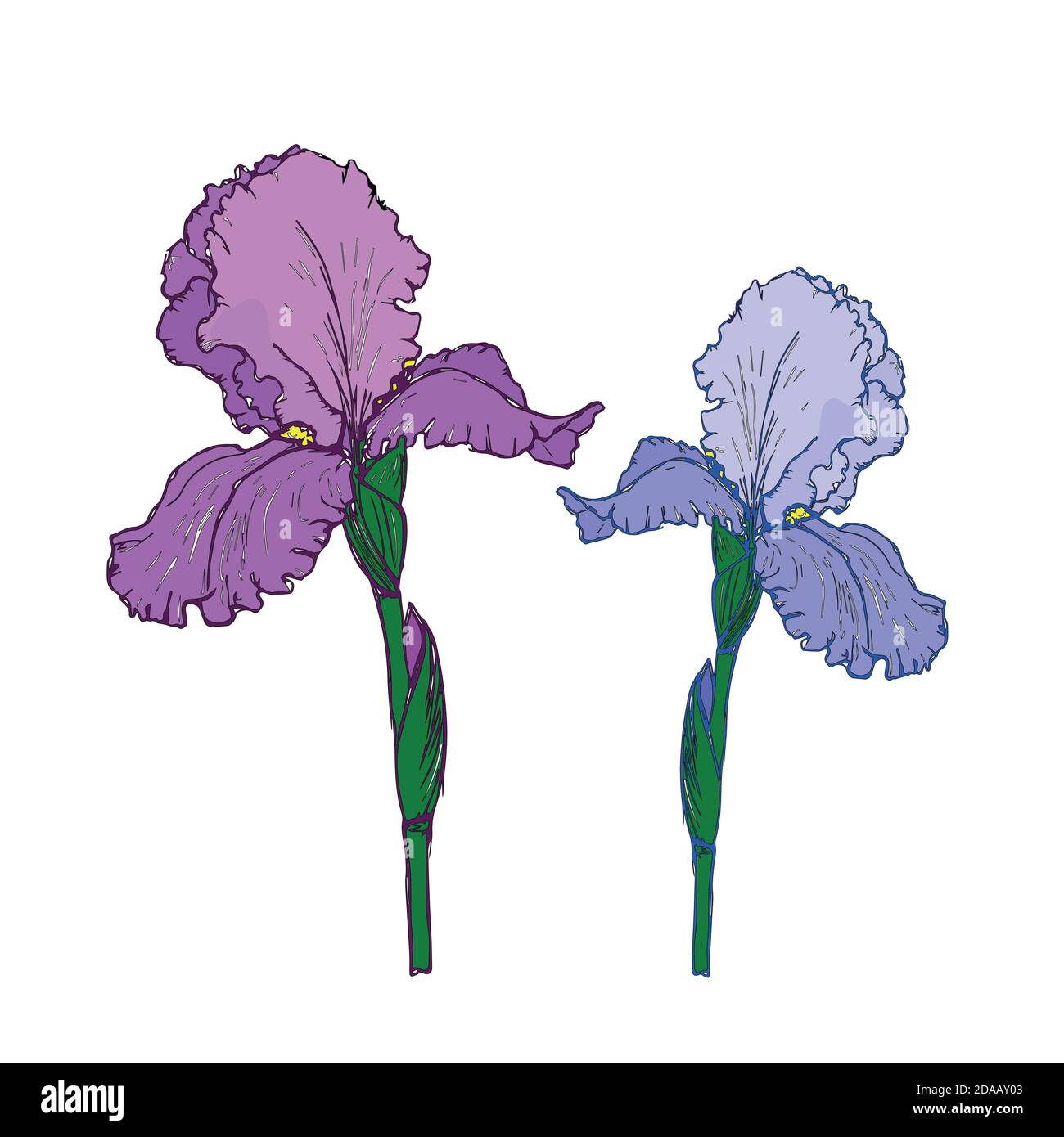 Spring flower iris. Colorful vector illustration on a white background ...